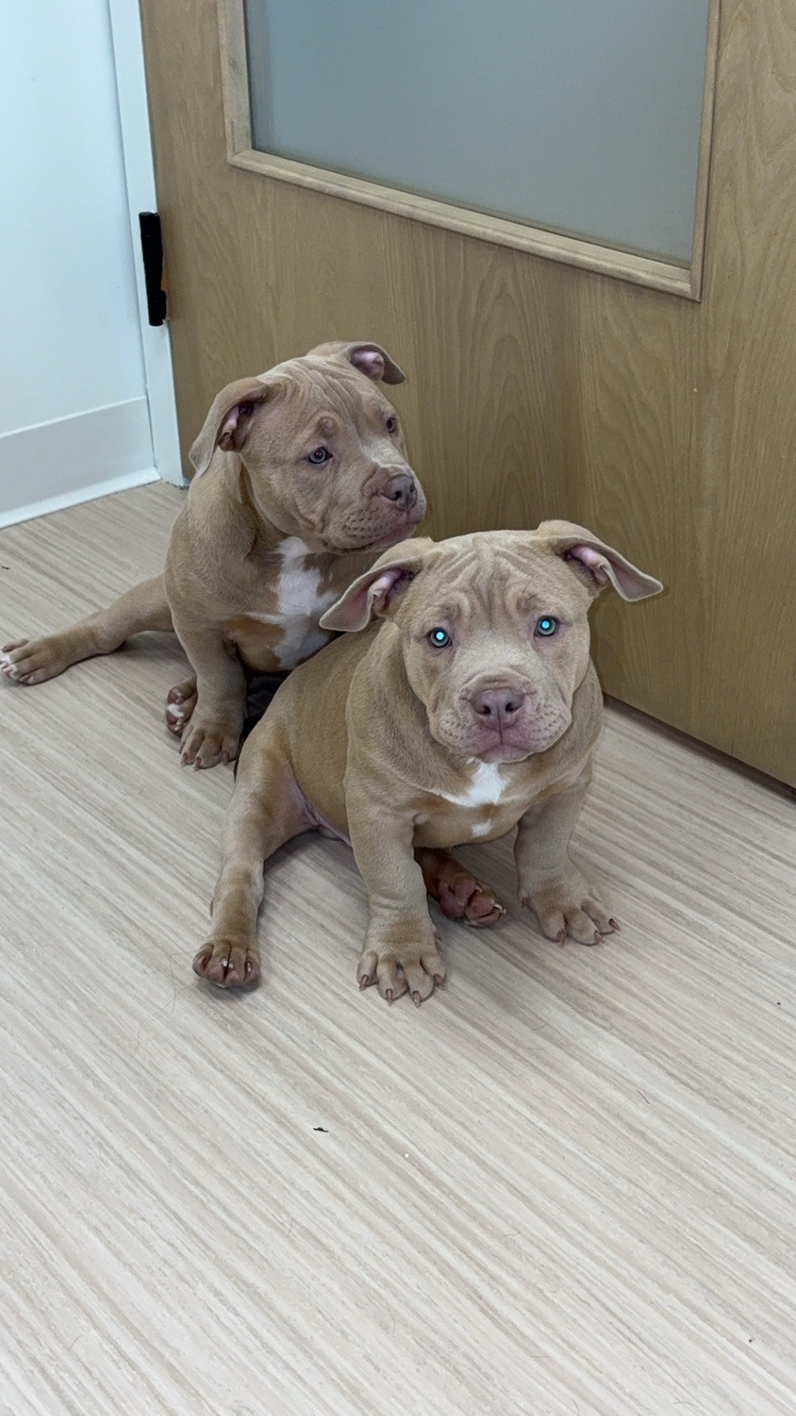 Puppies available | Dogs & Puppies for Rehoming | Bedford | Free local ...