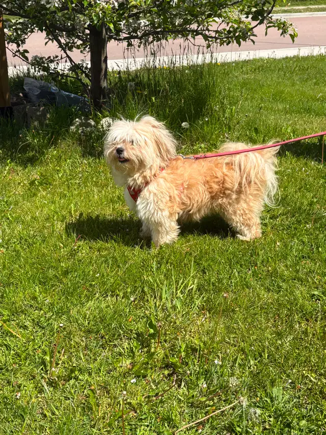 poodle cross pups / havanese | Dogs & Puppies for Rehoming | Bedford ...