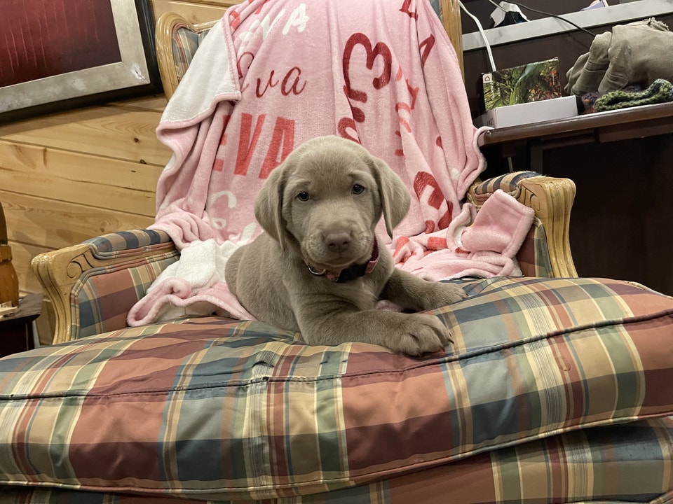 Lily – Fearless Silver Lab Puppy | Perfect Family & Adventure | Dogs & Puppies for Rehoming ...