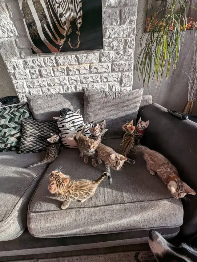 Bengal kittens | Cats & Kittens for Rehoming | City of Montréal | Free ...