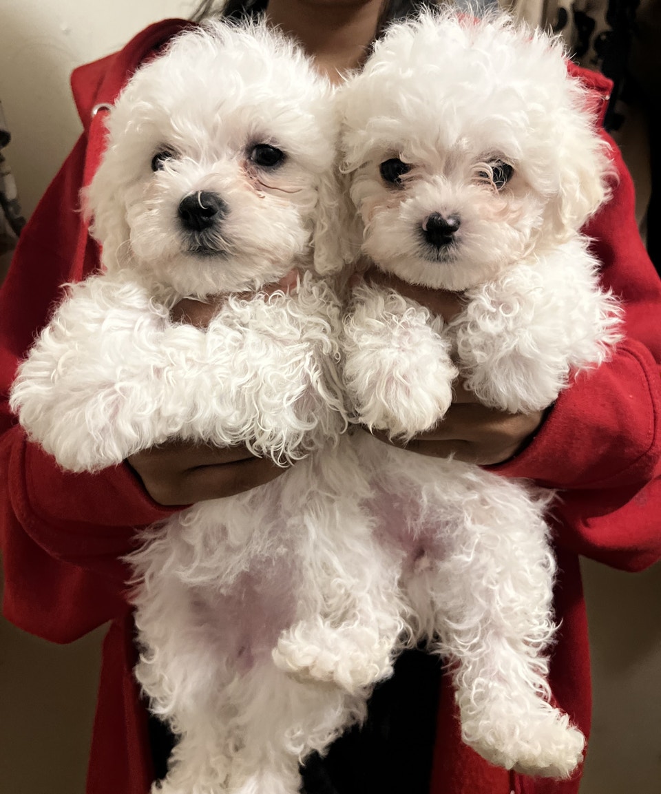 Vaccinated Maltese/Havanese/ Poodle Puppies | Dogs & Puppies for ...