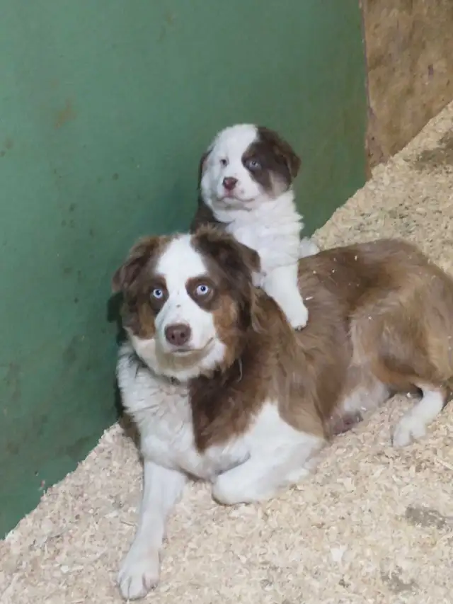 CHIOT BERGER AUSTRALIEN AUSTRALIEN CROISÉ BORDEUR COLLIE | Dogs ...