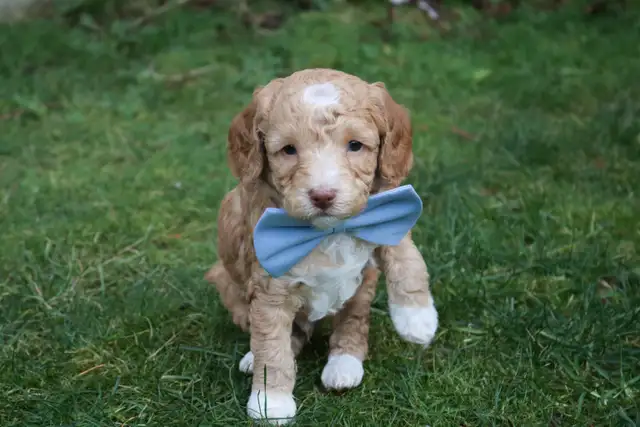 Micro mini Goldendoodles ready mid January 2026 | Dogs & Puppies for ...