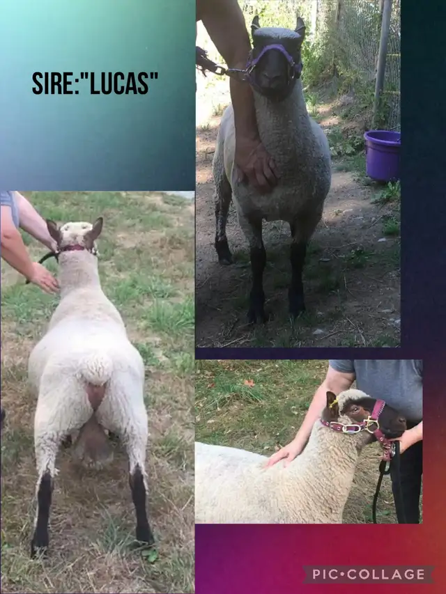 Clun Forest x Suffolk Ram lamb | Livestock | Cowichan Valley / Duncan ...