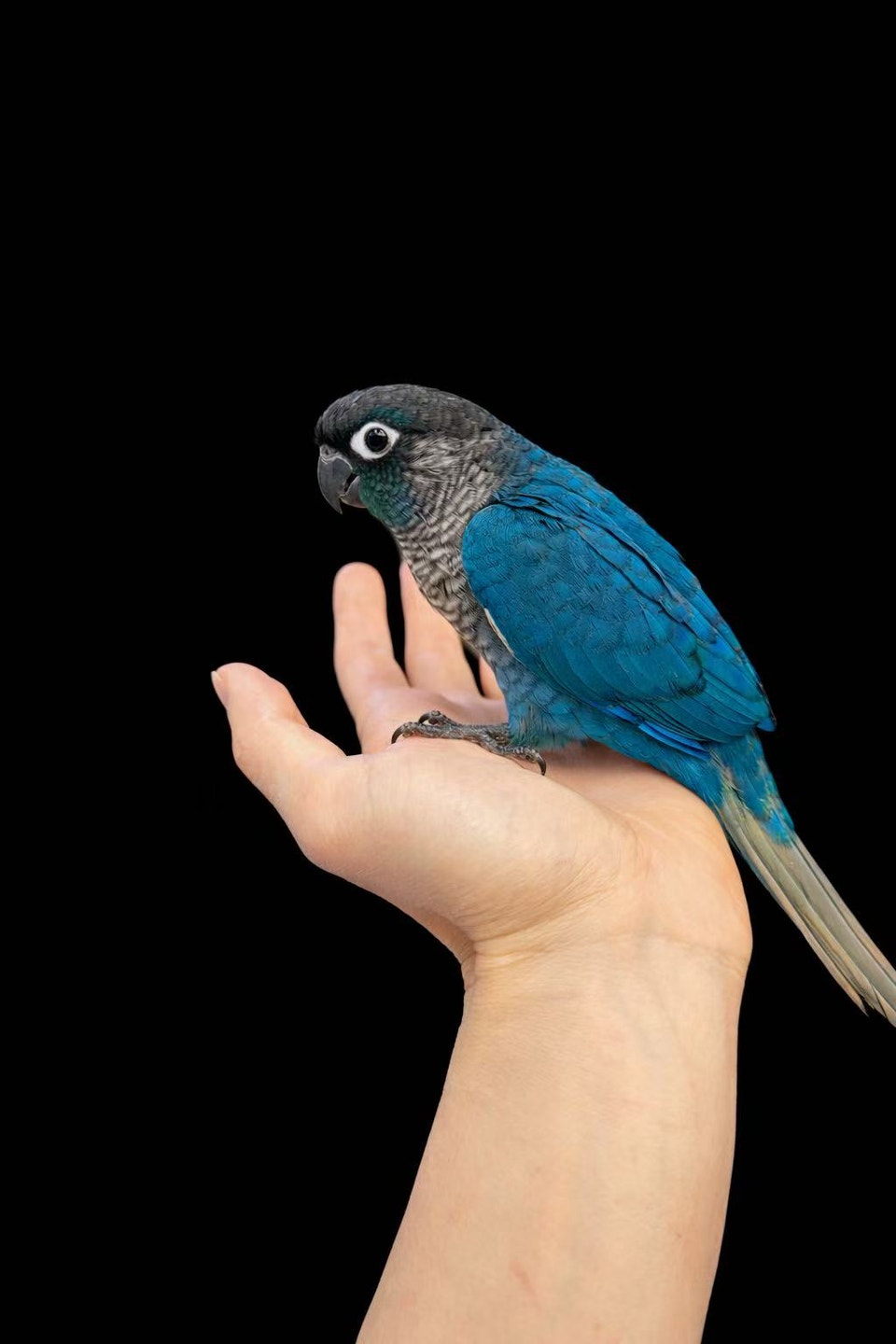Violet Turquoise Green-cheeked Conure for sale at TT Pets | Birds for ...