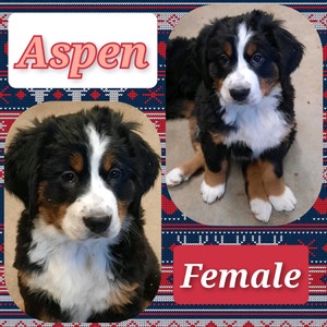 Newfoundlander | Adopt Dogs & Puppies Locally in Alberta | Kijiji ...