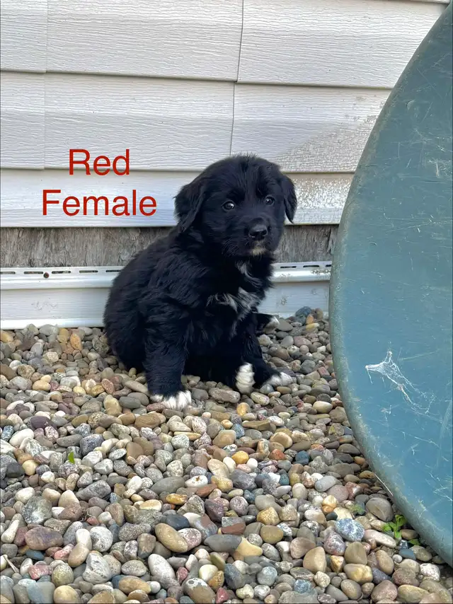 Bernese Mountain / Golden Retriever Puppies | Dogs & Puppies for ...