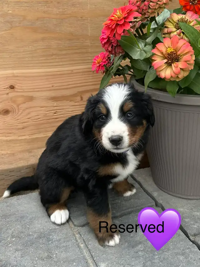 Bernese Mountain Puppies | Dogs & Puppies for Rehoming | Calgary | Free ...
