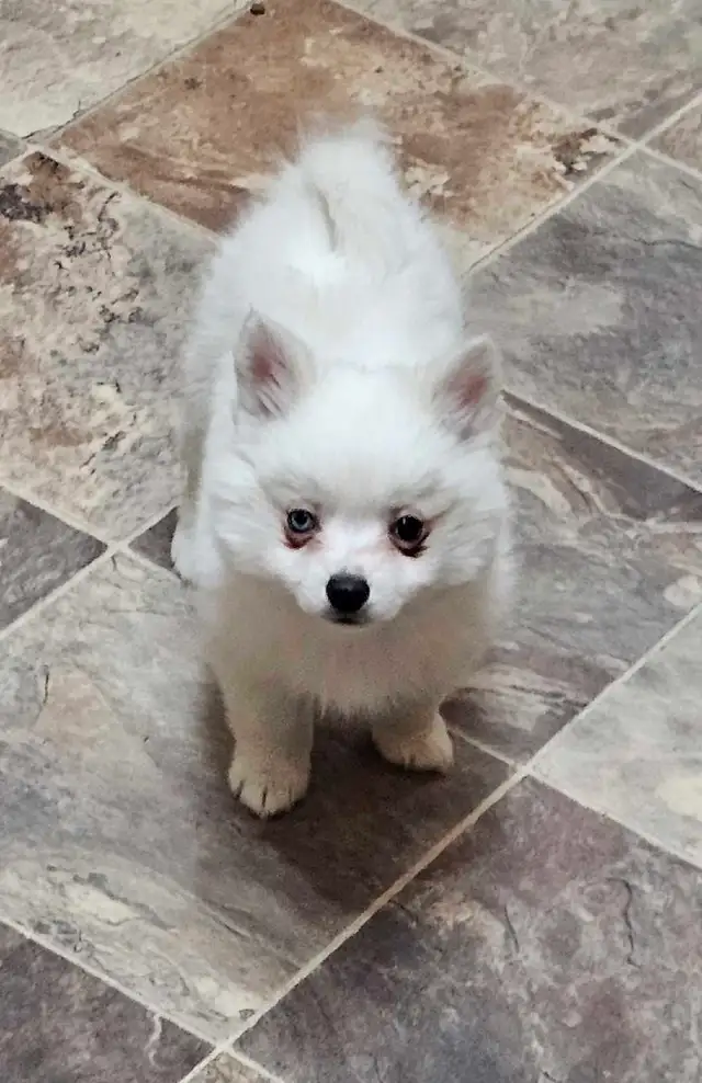Alaskan KleeKai/ Miniature American Eskimo Puppies FOR SALE | Dogs ...