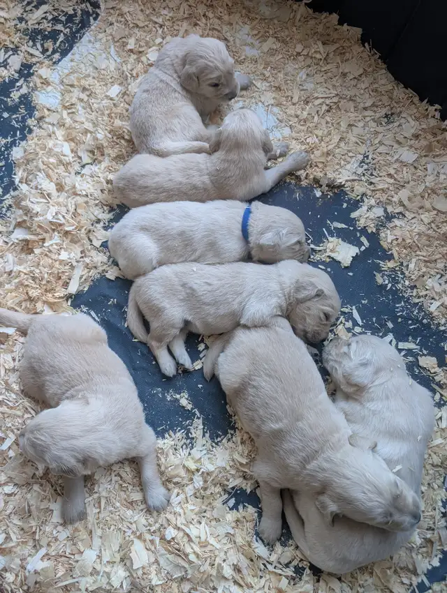 Chiots Golden retriever blancs | Dogs & Puppies for Rehoming ...