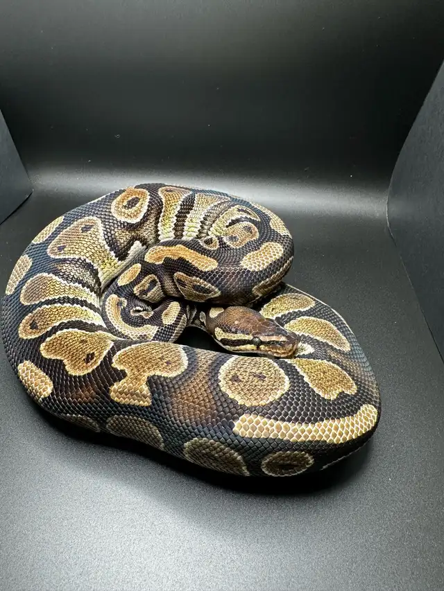 Ball Pythons + Breeding Set-Up | Reptiles & Amphibians for Rehoming ...