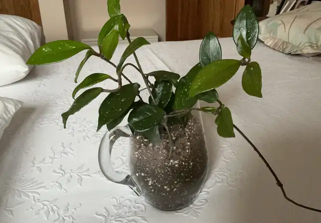 Big Hoyas with peduncles, perfect Christmas gift for anyone | Plants ...