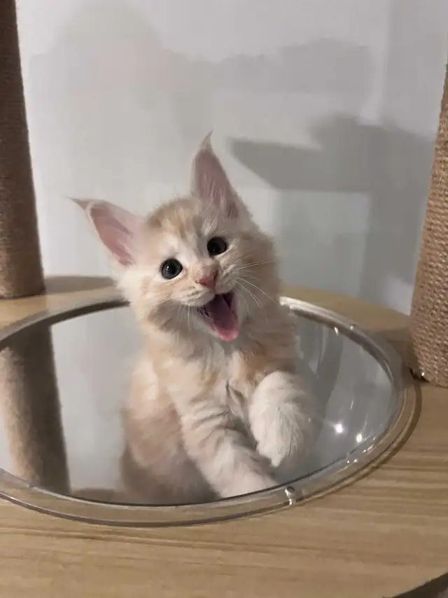 Chatons Maine Coon de race pure — Le cadeau de Noël parfait | Cats ...