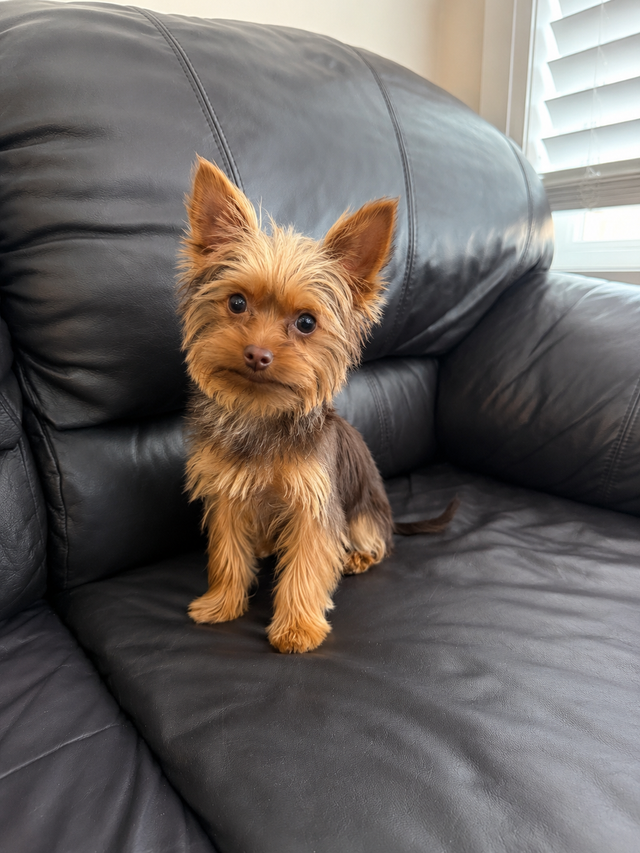 Yorkshire / Biewer Terrier | Dogs & Puppies for Rehoming | Oakville ...
