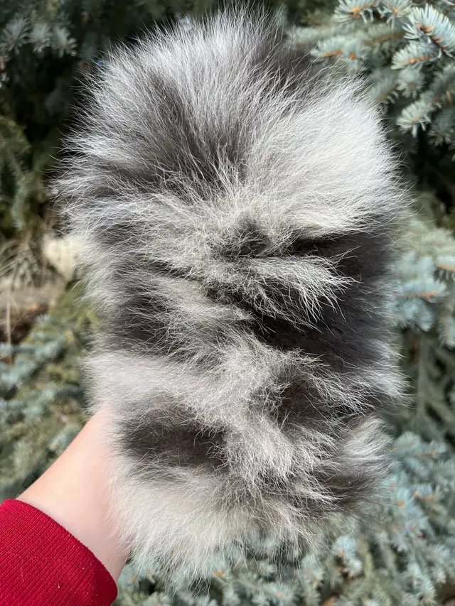 Exclusive quality! Blue merle female Pomeranian | Dogs & Puppies for ...