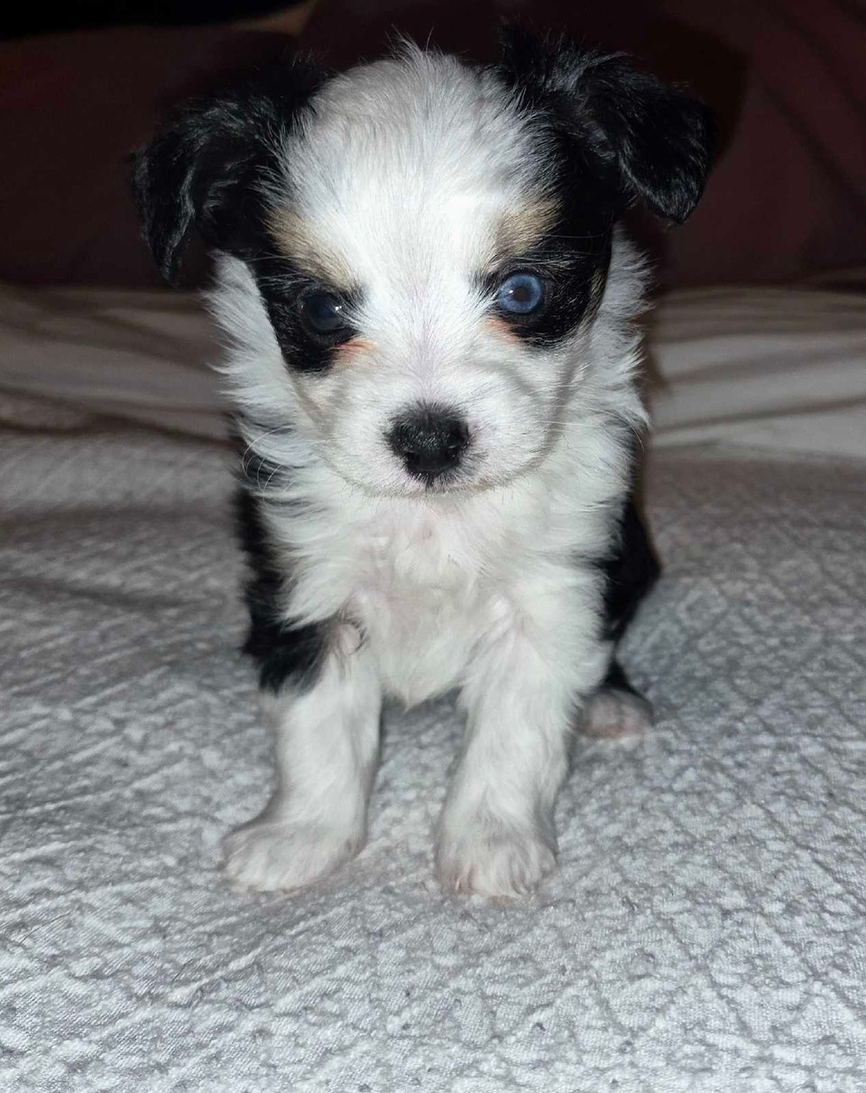 ***Yaussie Valentines Day Puppies*** | Dogs & Puppies for Rehoming ...