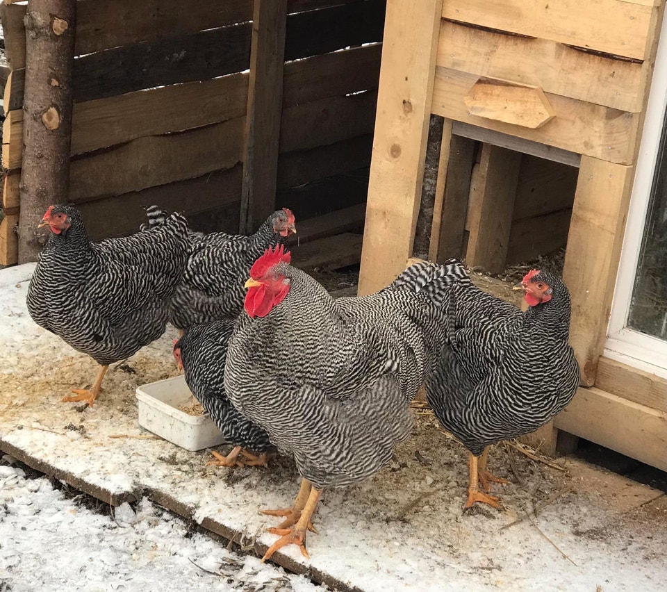 12 Barred rock Hatching eggs | Livestock | Annapolis Valley | Free ...