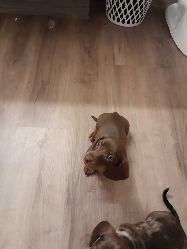 miniature dachshund puppy | Dogs & Puppies for Rehoming | North Bay ...
