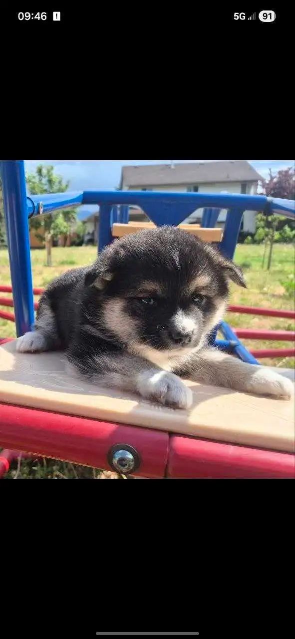 UNIQUE SHIBA INU × AMERICAN ESKIMO PUPPIES – READY TO MEET YOU | Dogs ...