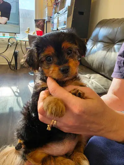 31 ads for teacup in Dogs & Puppies for Rehoming in Canada | Kijiji ...
