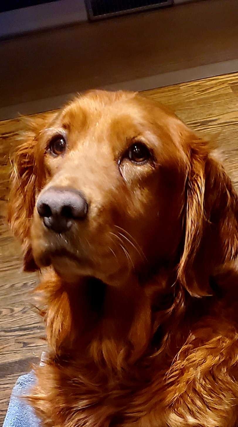 Red Golden Retrievers | Dogs & Puppies for Rehoming | Red Deer | Free ...