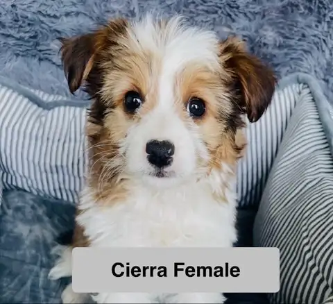 Aussiedoodle Girl One Left!!! | Dogs & Puppies for Rehoming | City of ...