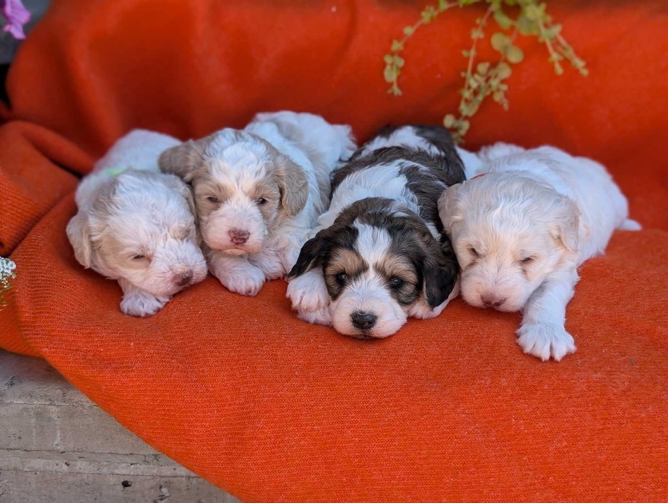 Miniature Schnauzer/Shitzu cross Mini Poodle puppies for sale | Dogs ...