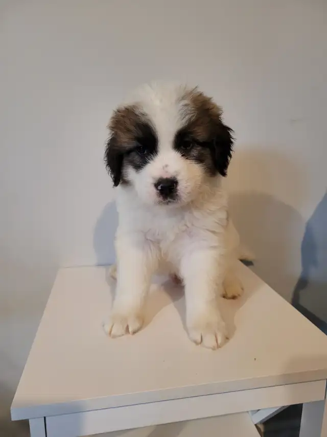 St. Bernard/Pyrenees Puppies | Dogs & Puppies for Rehoming | Gatineau ...