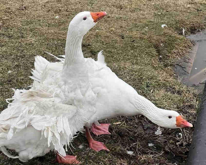 Sebastopol Geese Bonded Pair | Birds for Rehoming | Ottawa | Free local ...