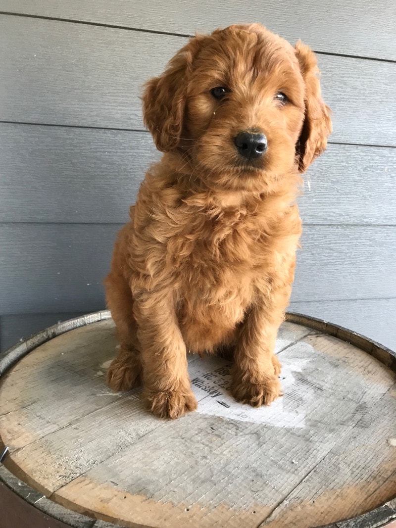 Labrador Retriever Puppies | Dogs & Puppies for Rehoming | Hamilton ...