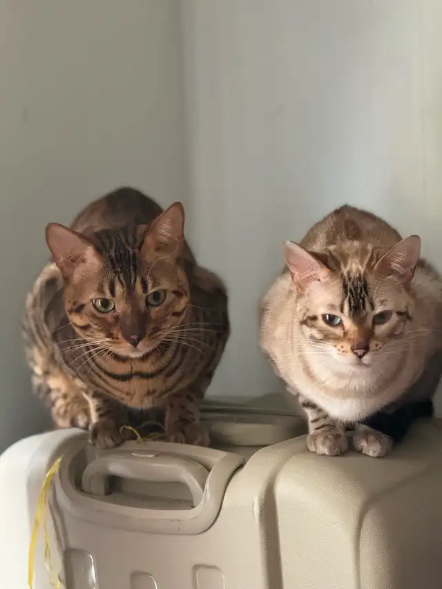 Bengal Cat Silver | Cats & Kittens for Rehoming | City of Montréal ...