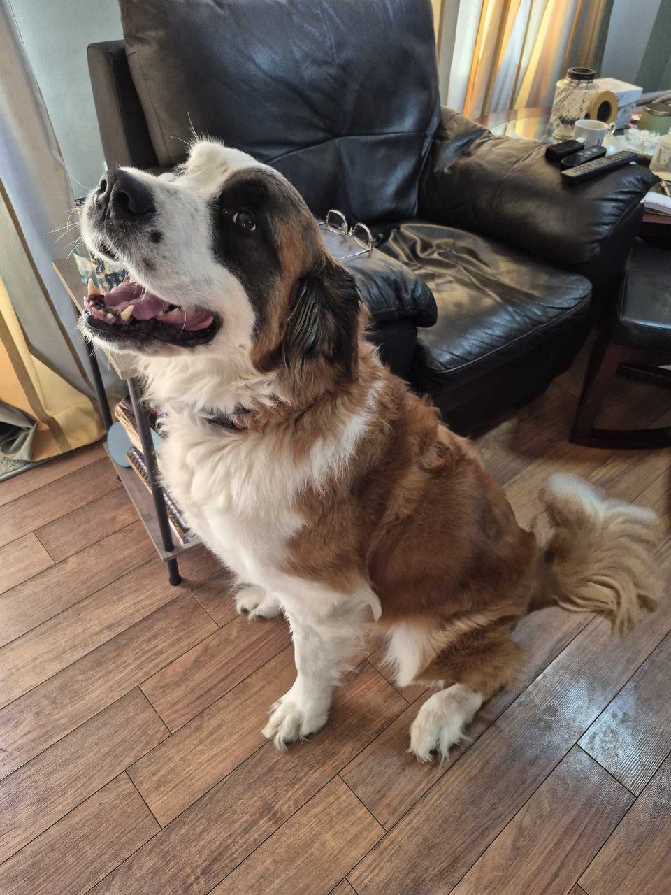 st Bernard and Bernese mountain dog | Dogs & Puppies for Rehoming ...