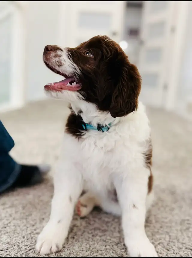 Aussie Doodle Puppy | Dogs & Puppies for Rehoming | Calgary | Free ...