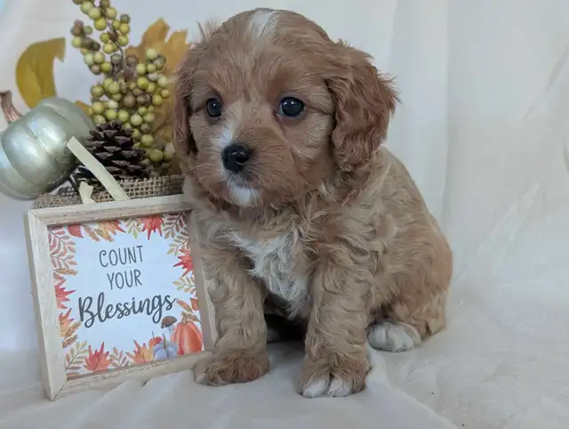 F1B Cavapoo puppies ( HEALTH TESTED PARENTS !) | Dogs & Puppies for ...