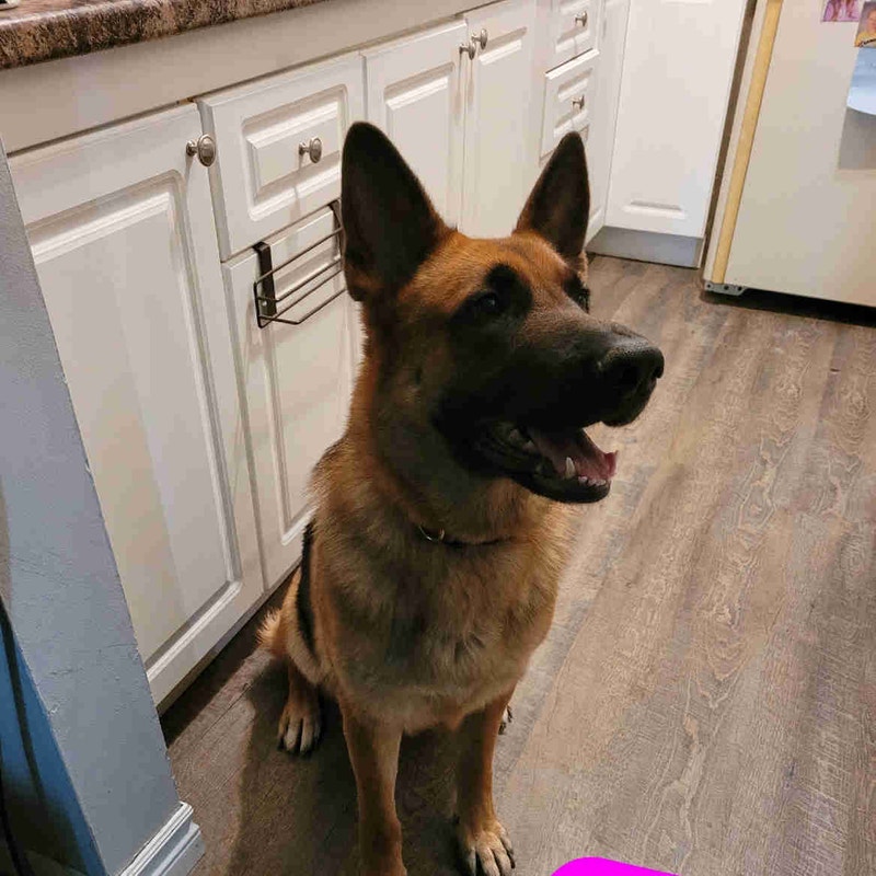 German Shepherd | Dogs & Puppies for Rehoming | Sarnia | Kijiji