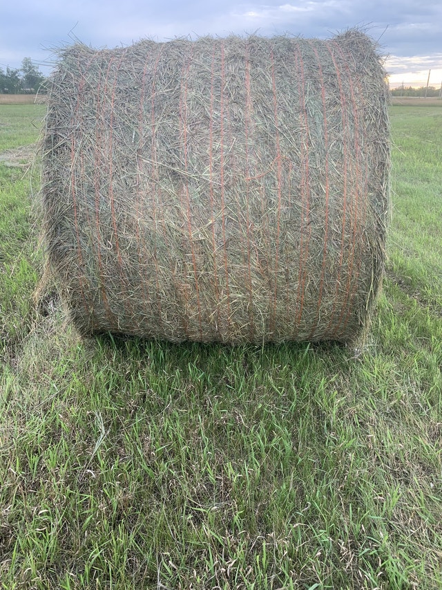 PENDING SALE FOR THE LOT -Tame Hay | Livestock | Winnipeg | Kijiji