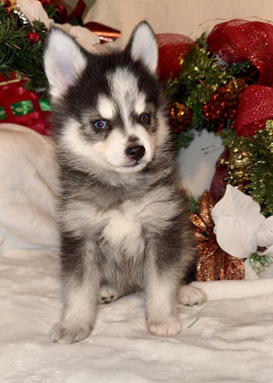 Pomsky F4 | Dogs & Puppies for Rehoming | Longueuil / South Shore ...