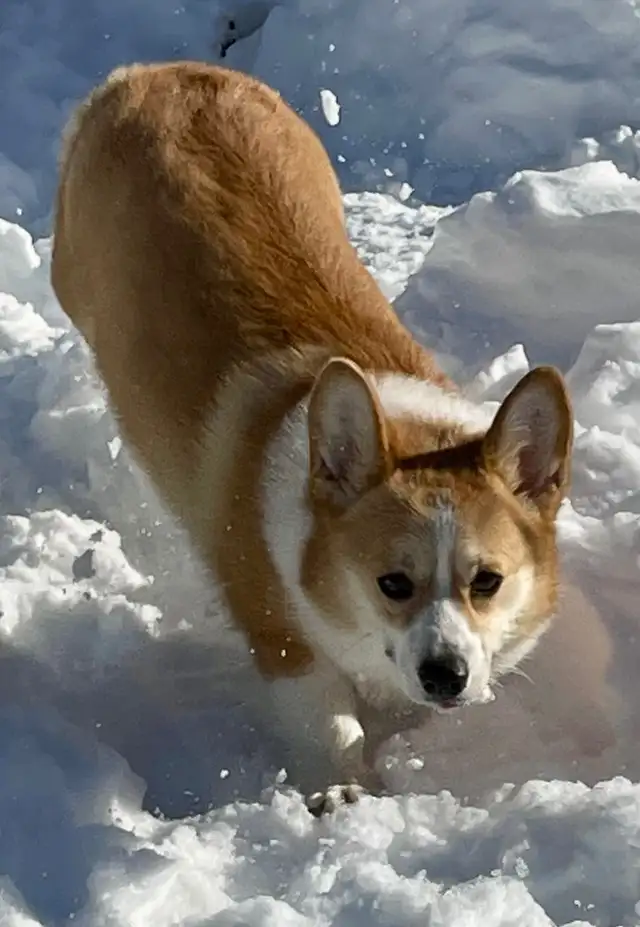 Welsh Corgi Pembroke Pure Race | Dogs & Puppies for Rehoming ...