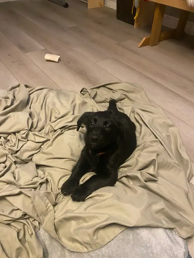 Puppy!!! GOLDEN DOODLE/CORGI- ONE LEFT!!! READY TO GO!! | Dogs ...