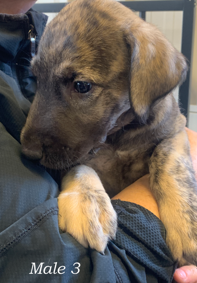 Irish Wolfhound Puppies | Dogs & Puppies for Rehoming | Calgary | Free ...