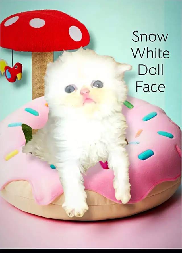 Flat extreme face persian kittens (colourful and rare ) | Cats ...