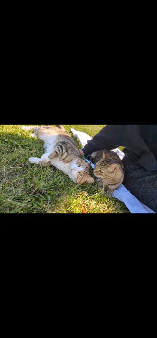 4 year old tri colored beautiful cat | Cats & Kittens for Rehoming ...