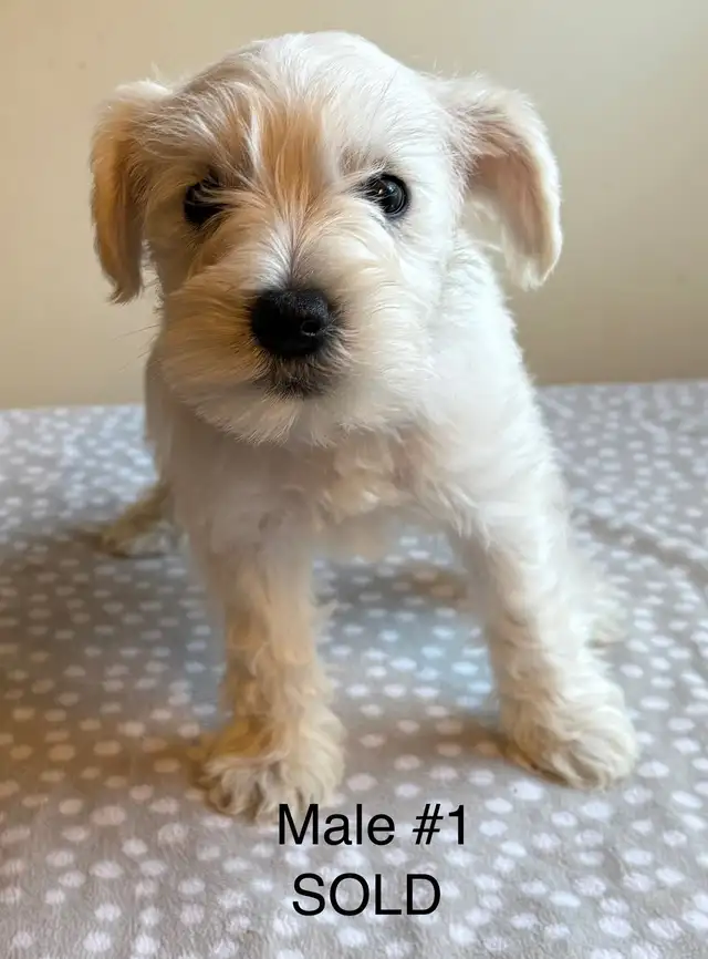Miniature Schnauzer Puppies | Dogs & Puppies for Rehoming | London ...