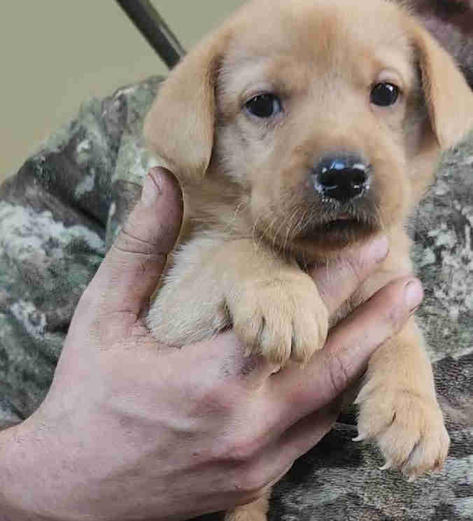 Purebred Yellow Labrador Puppies | Dogs & Puppies for Rehoming ...