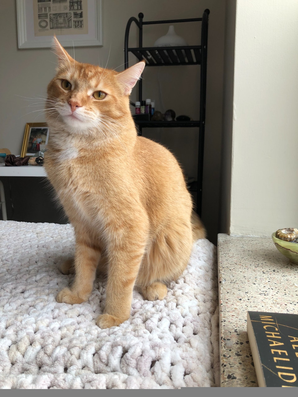 Sweet 5-Year-Old Orange Tabby Looking for a Loving Home | Cats ...