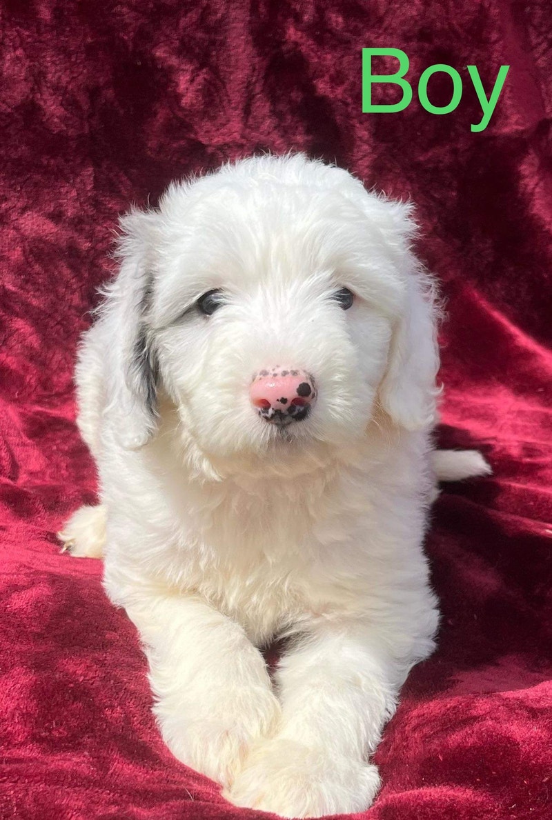 Mini sheepadoodles | Dogs & Puppies for Rehoming | Oshawa / Durham ...