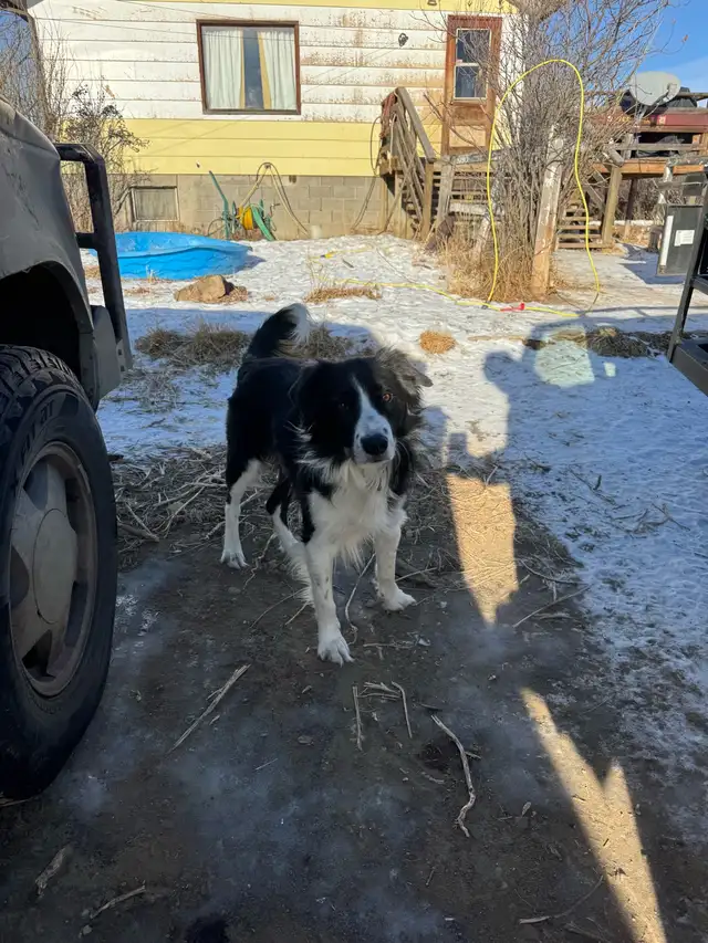 Cattle dog puppies | Dogs & Puppies for Rehoming | Medicine Hat | Free ...