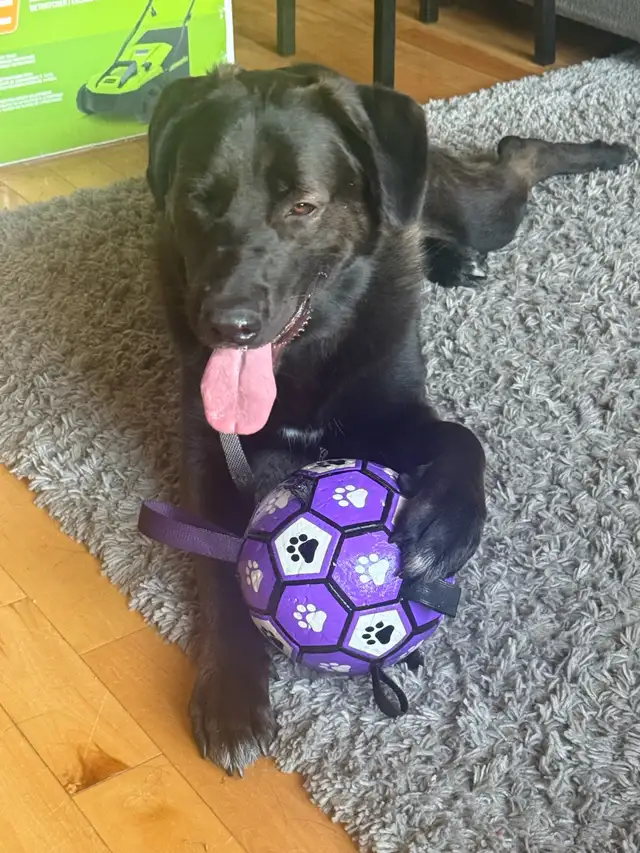 German Sheppard/golden retriever cross puppy for Re home | Dogs ...