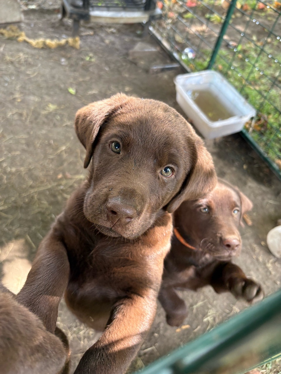 Farm Raised Purebred Chocolate Lab Puppies ALL SOLD! | Dogs & Puppies ...