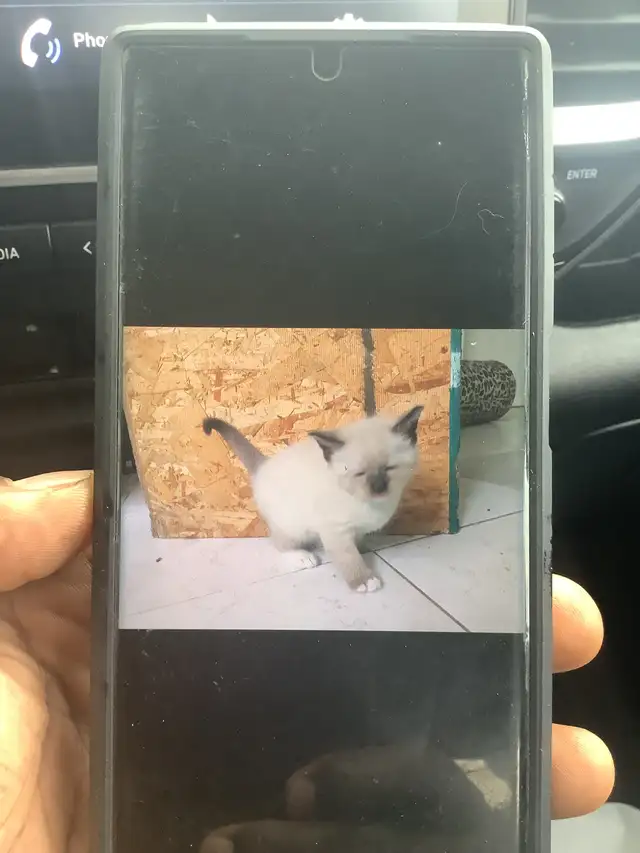 BEAUTIFUL KITTENS FOR SALE | Cats & Kittens for Rehoming | Hamilton ...